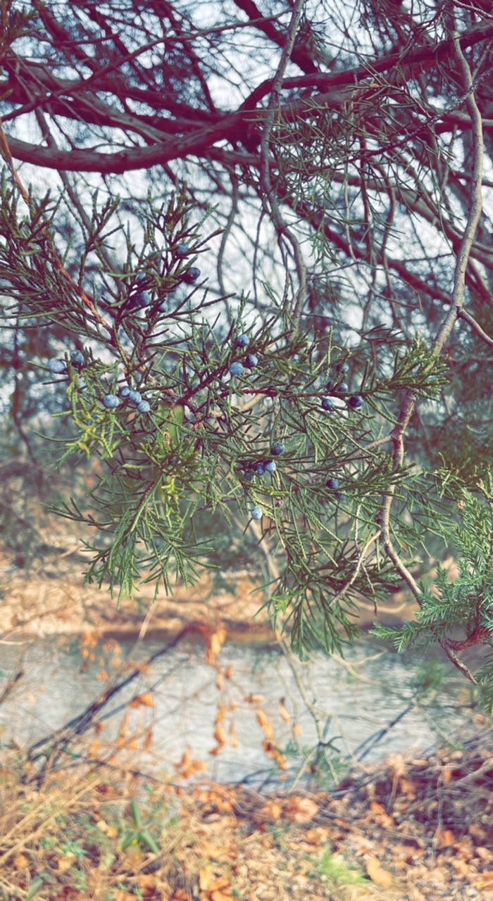 Christmas Decorations from Winter’s Garden – Stickley Museum