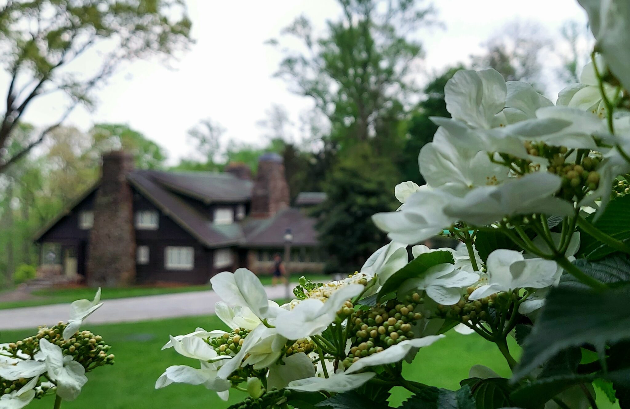 I Met a Yellow Daffodil – Stickley Museum